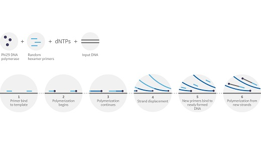 DNA 和 RNA 扩增_应用领域_基因组学_思拓凡官网 | Cytiva