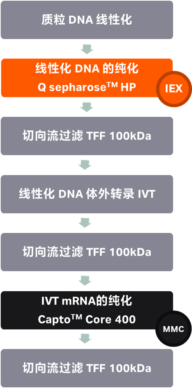 mRNA下游纯化工艺的优化 | Cytiva