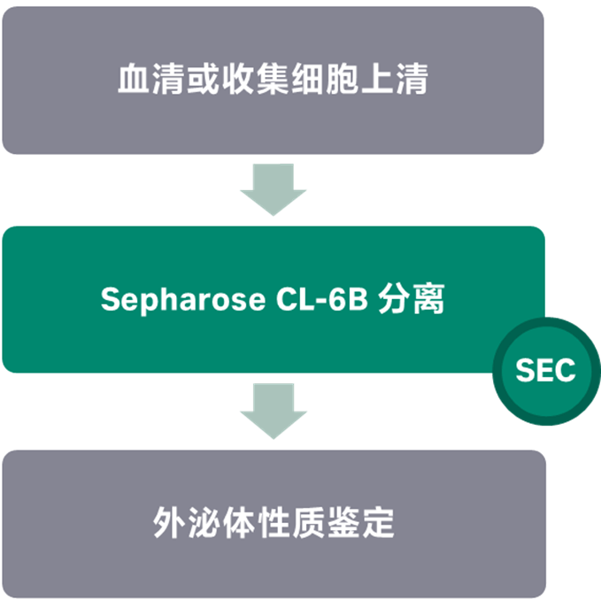 基于Sepharose CL-6B的外泌体分离 | Cytiva